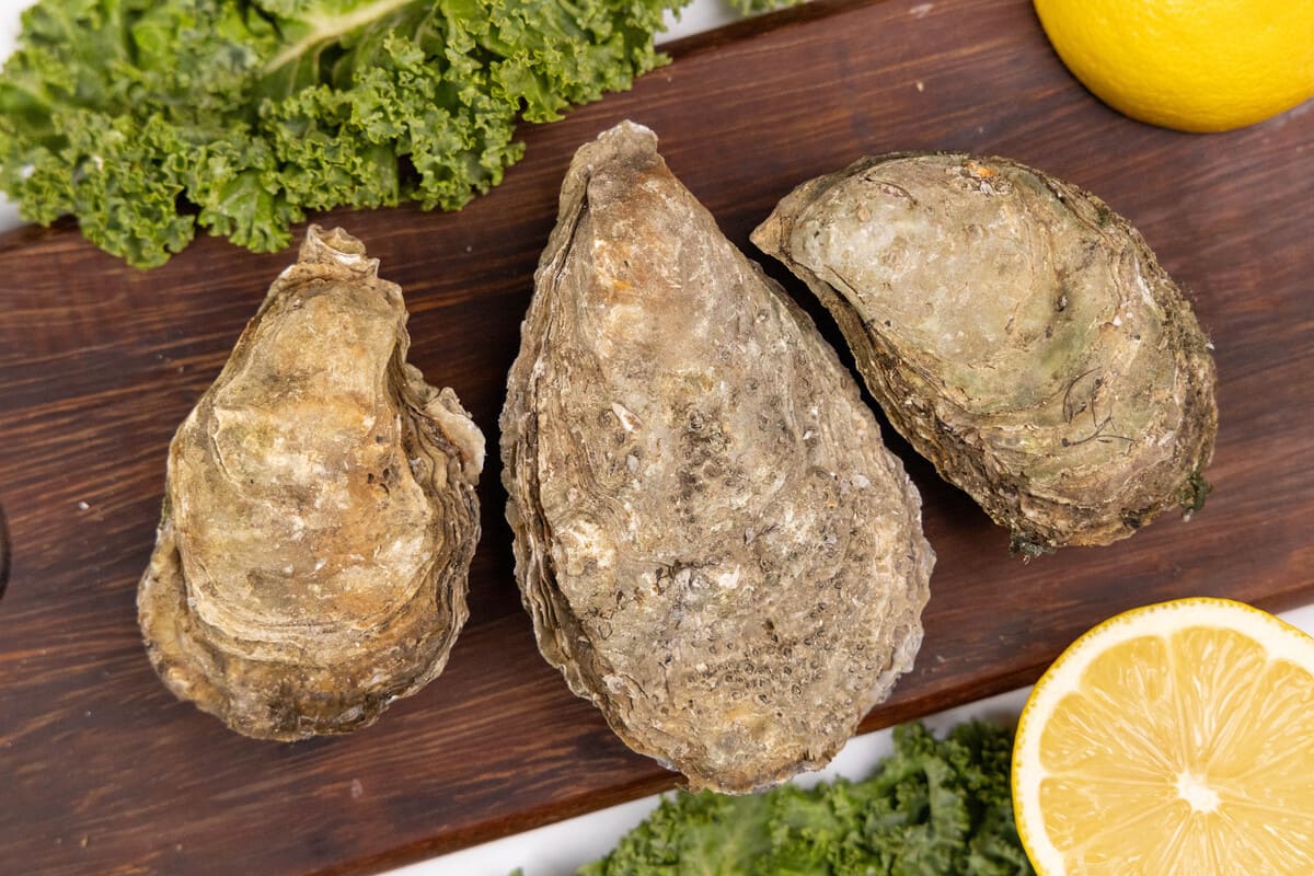 Oysters (Box of 25) | Potter Street Fishmongers